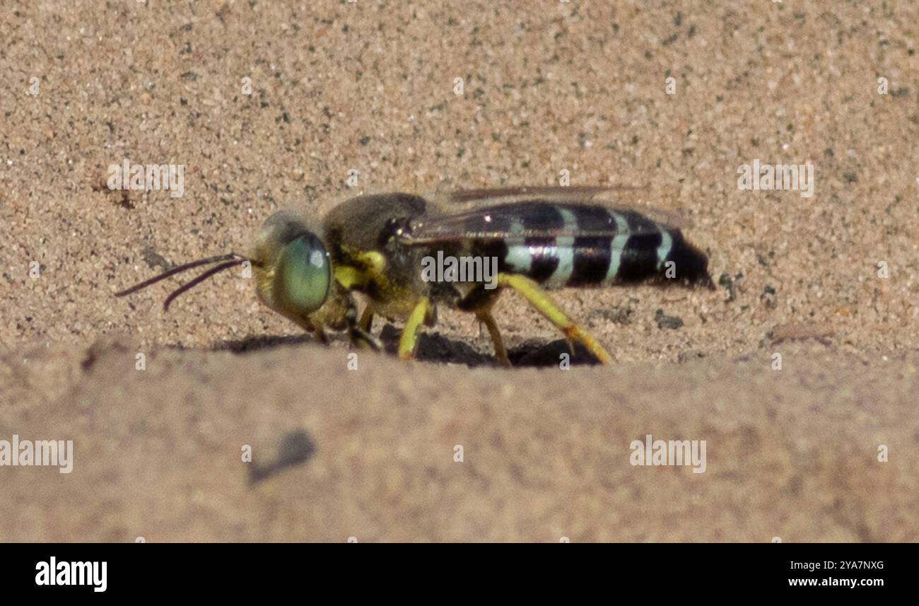 American Sand Wasp (Bembix americana) Insecta Stock Photo - Alamy