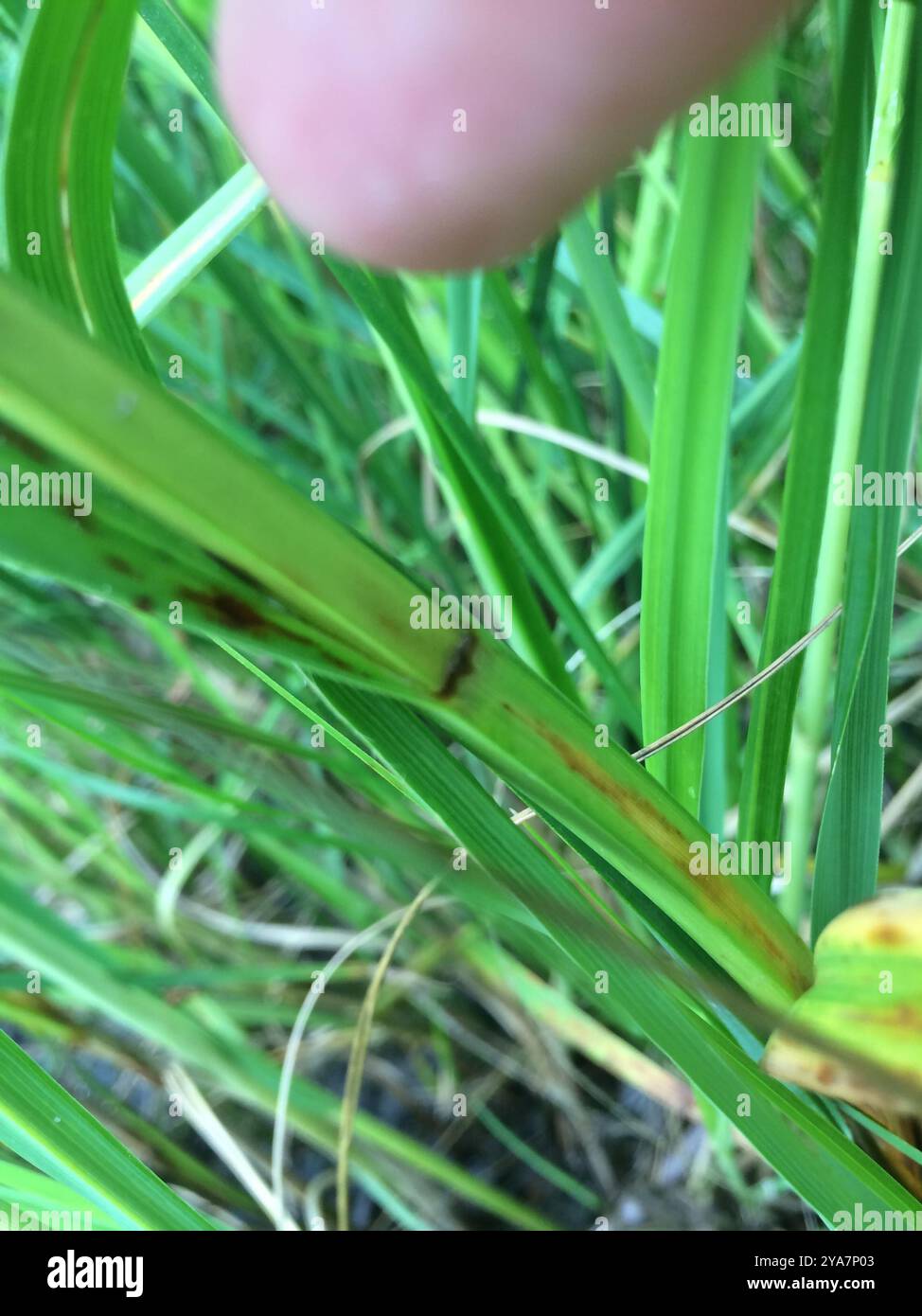 river bulrush (Bolboschoenus fluviatilis) Plantae Stock Photo - Alamy