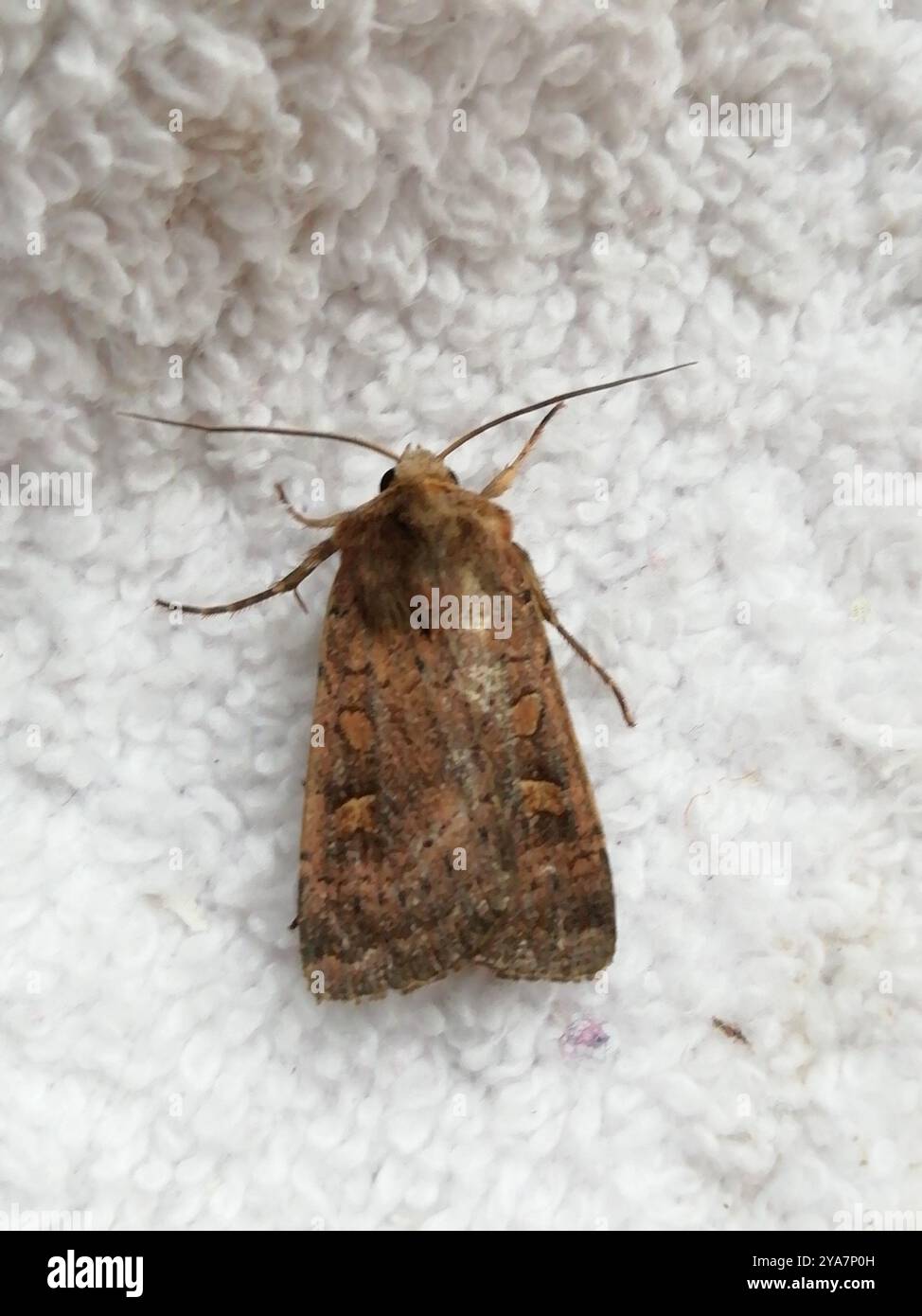 Square-spot Rustic (Xestia xanthographa) Insecta Stock Photo - Alamy