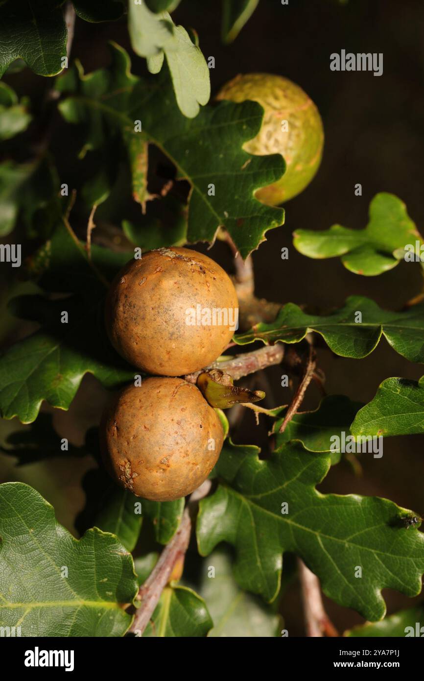 Oak Marble Gall Wasp (Andricus kollari) Insecta Stock Photo - Alamy