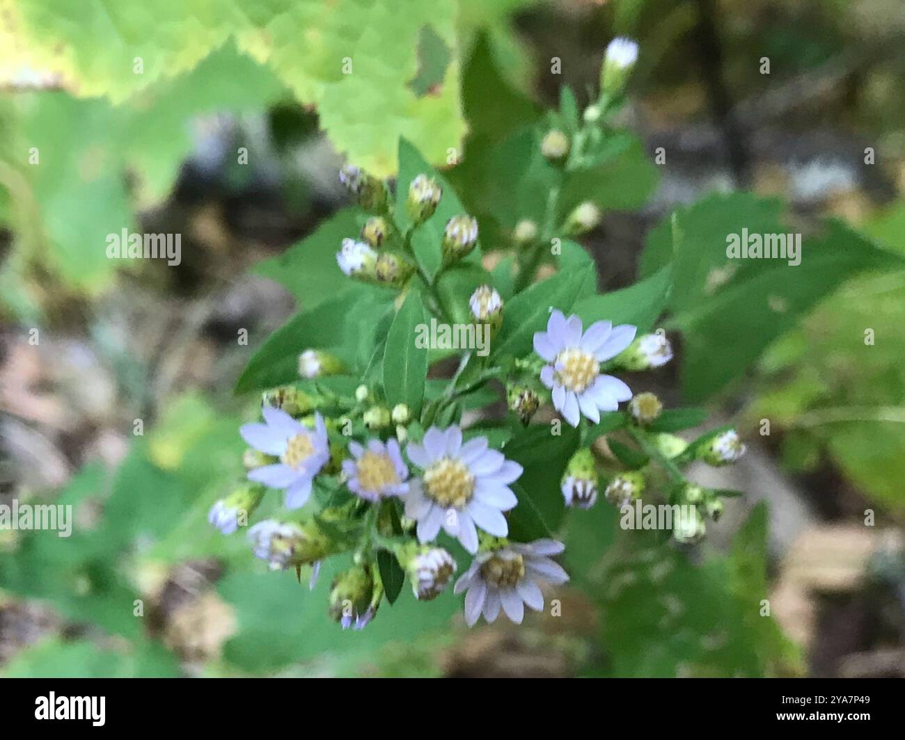 Common Blue Wood Aster (Symphyotrichum cordifolium) Plantae Stock Photo ...