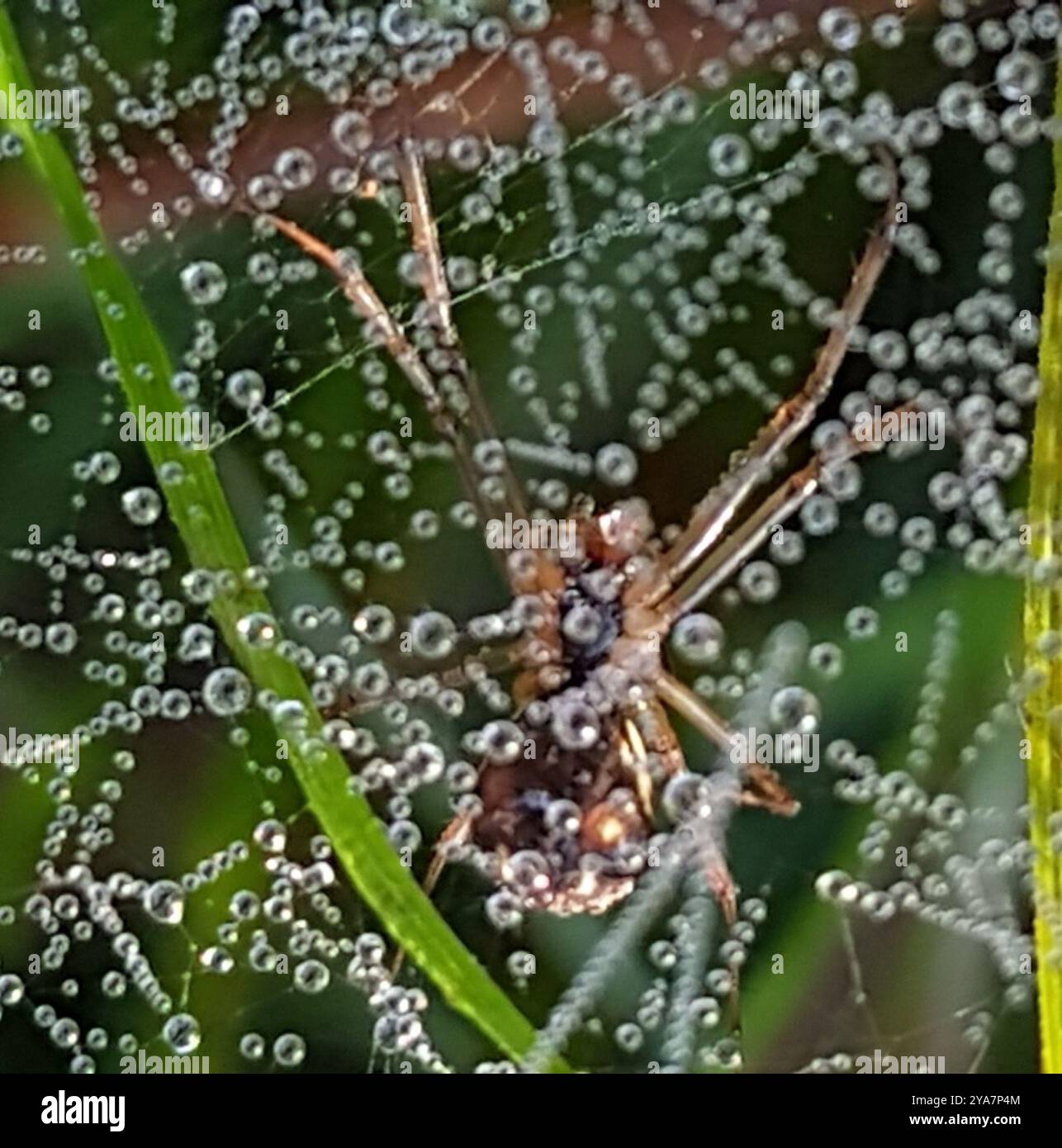 Common sheetweb spider (Linyphia triangularis) Arachnida Stock Photo ...