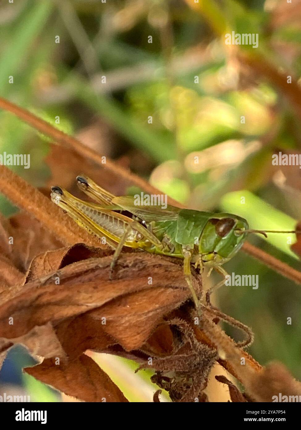 Meadow Grasshopper (Pseudochorthippus parallelus) Insecta Stock Photo ...