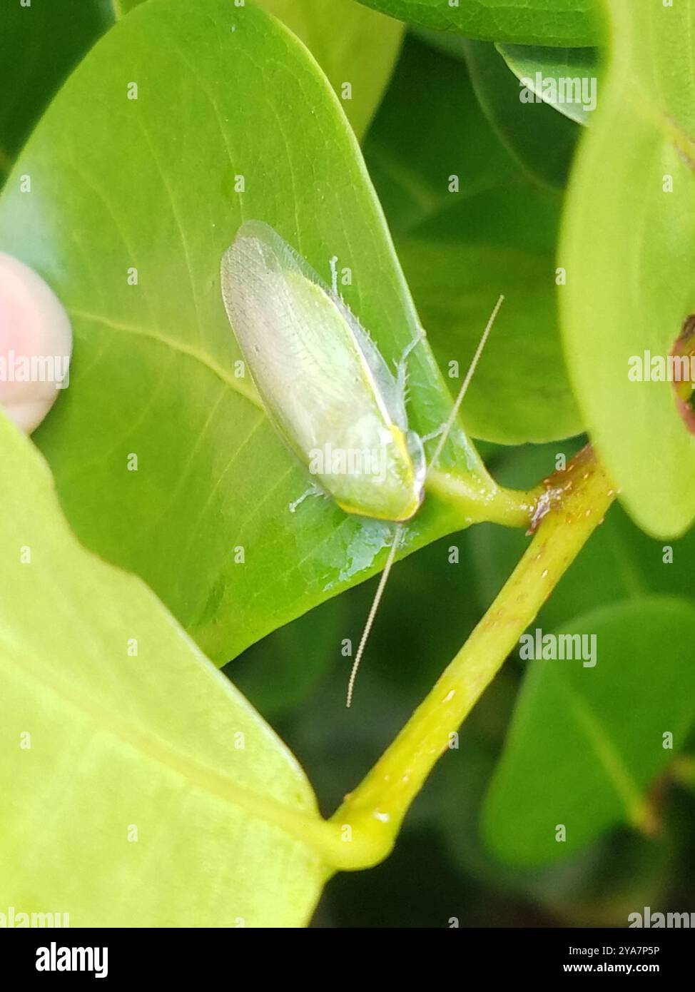 Panchlora nivea hi-res stock photography and images - Alamy
