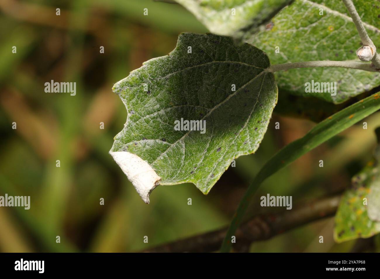 Willow Leafcone Caterpillar Moth (Caloptilia stigmatella) Insecta Stock ...