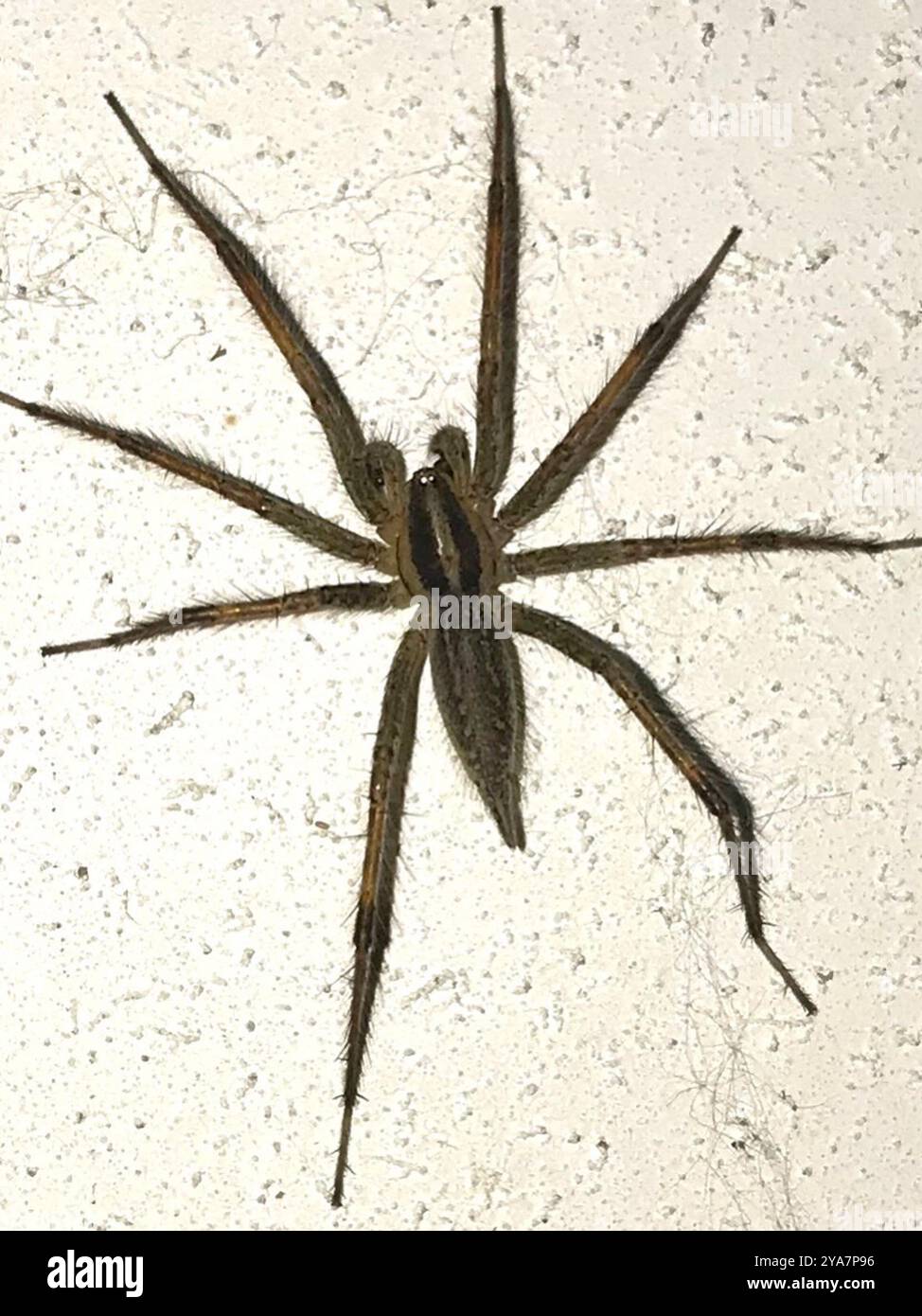 Grass Spiders (Agelenopsis) Arachnida Stock Photo - Alamy