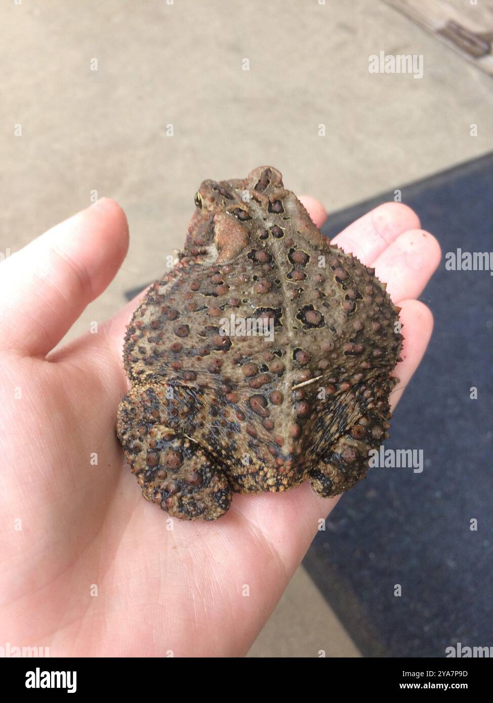 American Toad (Anaxyrus americanus) Amphibia Stock Photo - Alamy