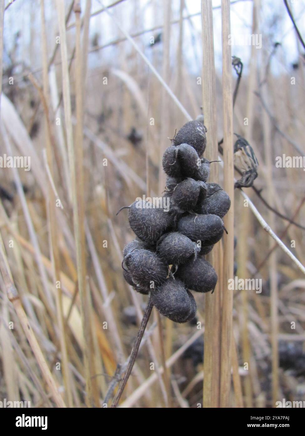 Chickpea Milkvetch (Astragalus cicer) Plantae Stock Photo - Alamy