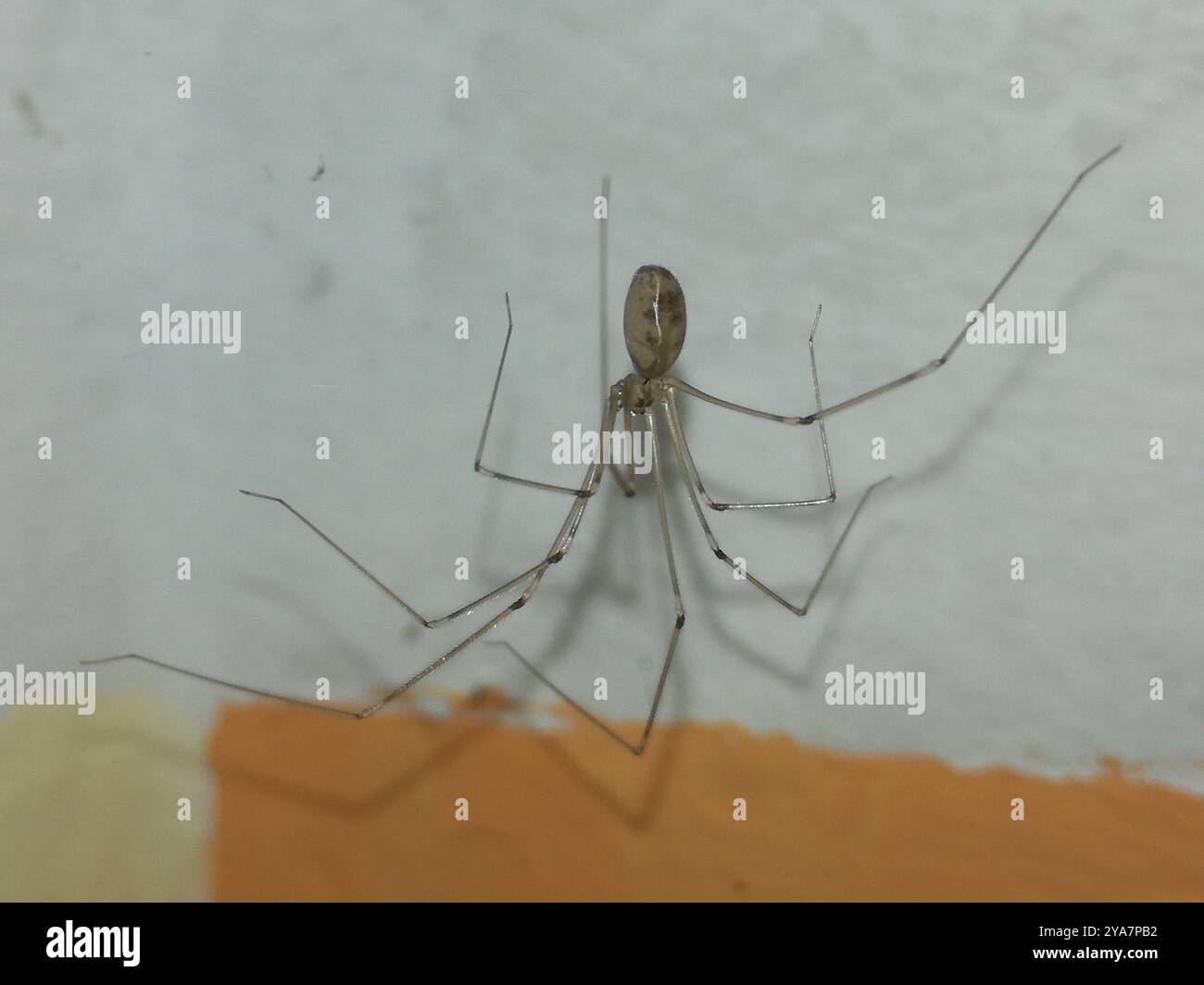 Long-bodied Cellar Spider (Pholcus phalangioides) Arachnida Stock Photo ...