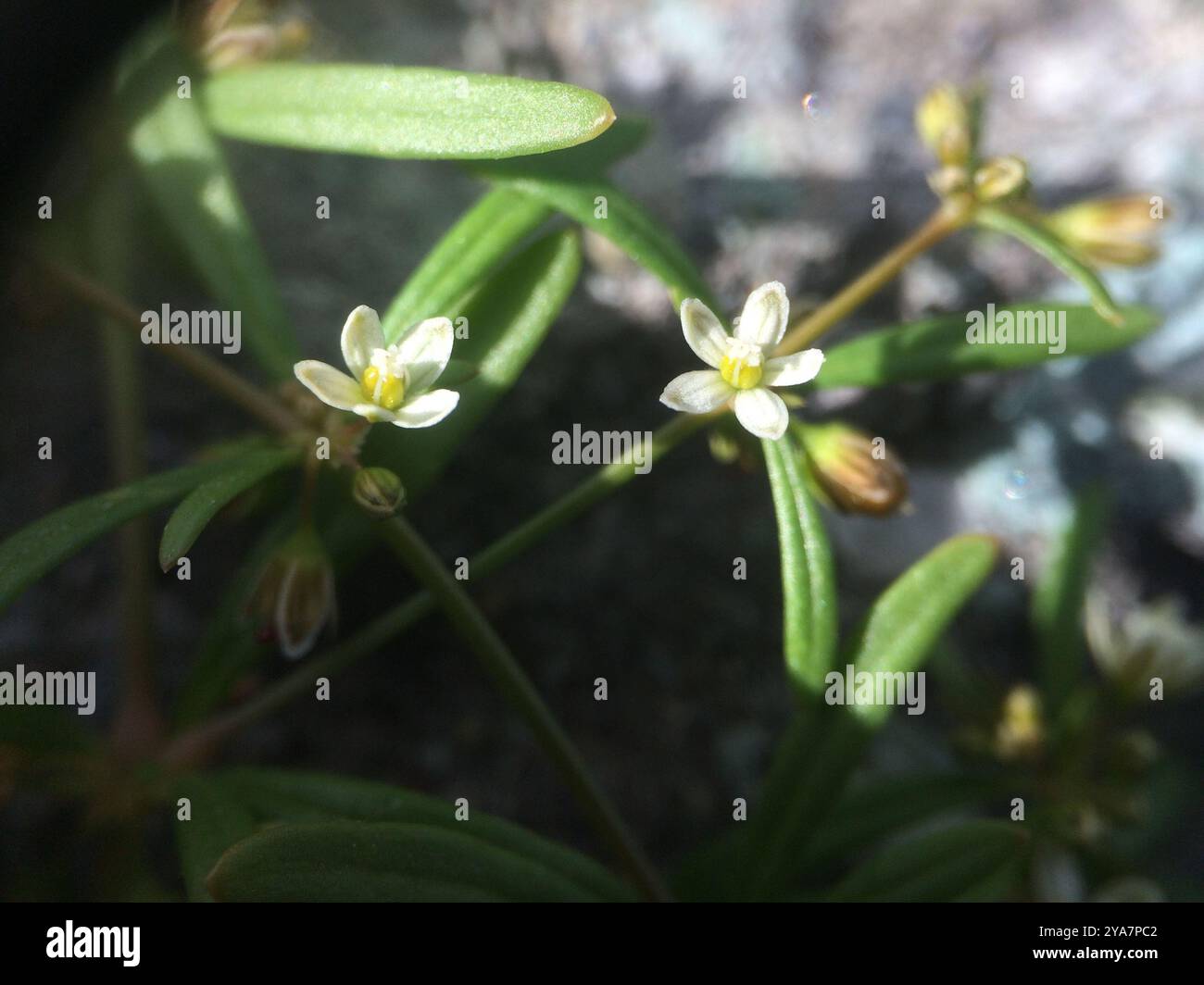 green carpetweed (Mollugo verticillata) Plantae Stock Photo - Alamy