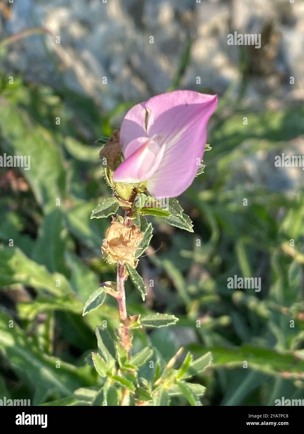 Spiny restharrow (Ononis spinosa) Plantae Stock Photo - Alamy