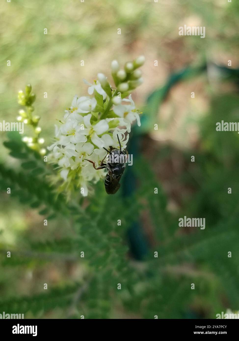 Say's Cuckoo Leafcutter Bee (Coelioxys sayi) Insecta Stock Photo - Alamy