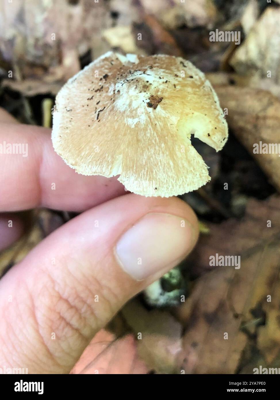Fibercaps and Allies (Inocybaceae) Fungi Stock Photo - Alamy