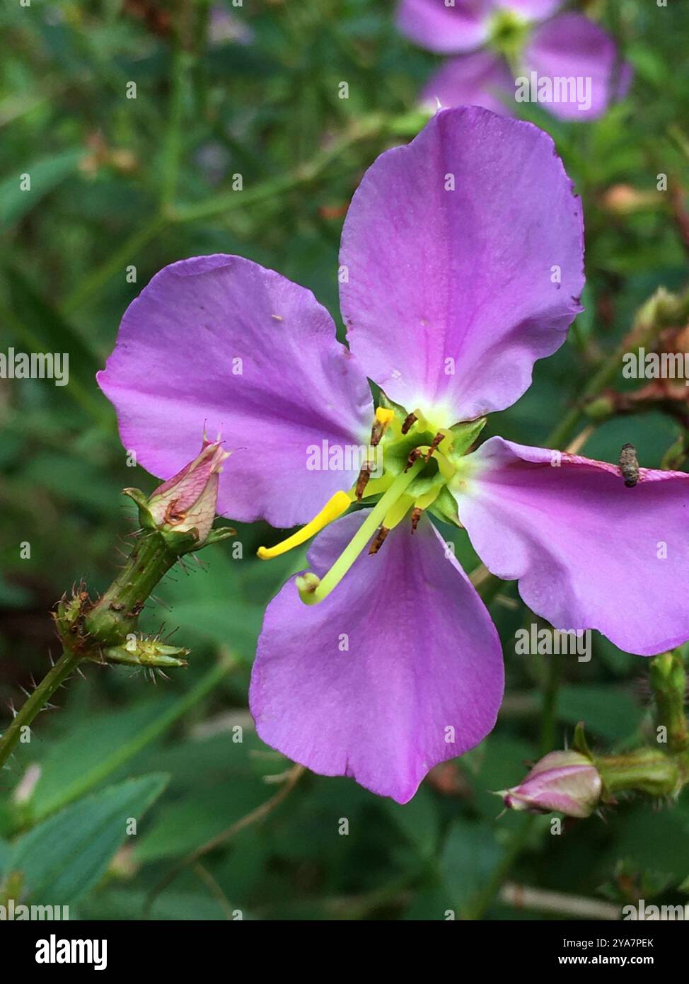 Virginia meadowbeauty (Rhexia virginica) Plantae Stock Photo - Alamy