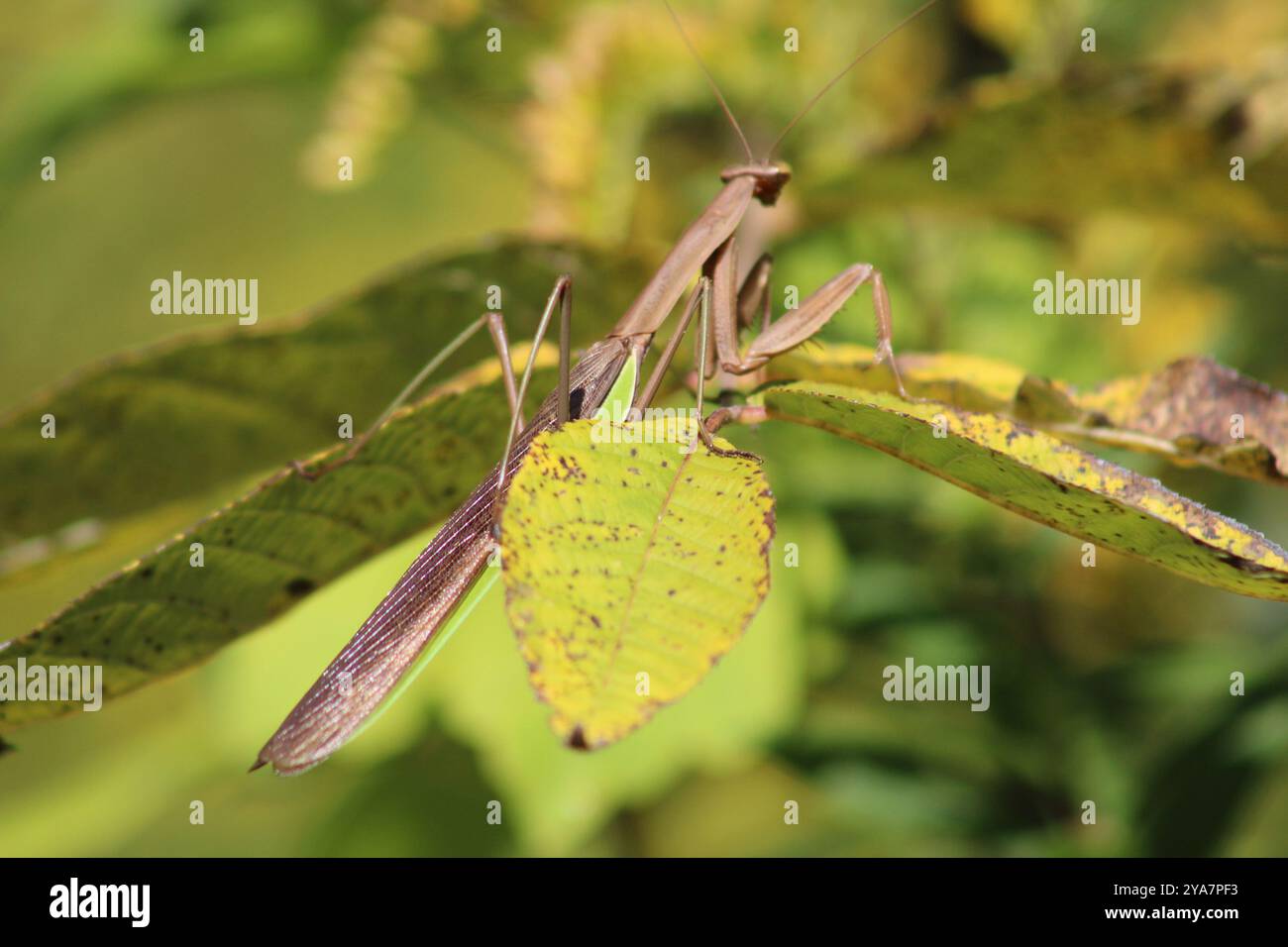 Chinese Mantis (Tenodera sinensis) Insecta Stock Photo - Alamy