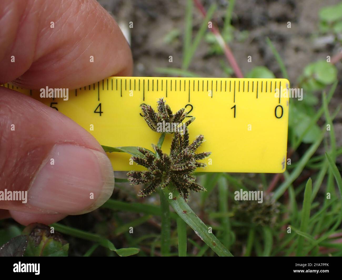 Brown Flatsedge (Cyperus fuscus) Plantae Stock Photo - Alamy