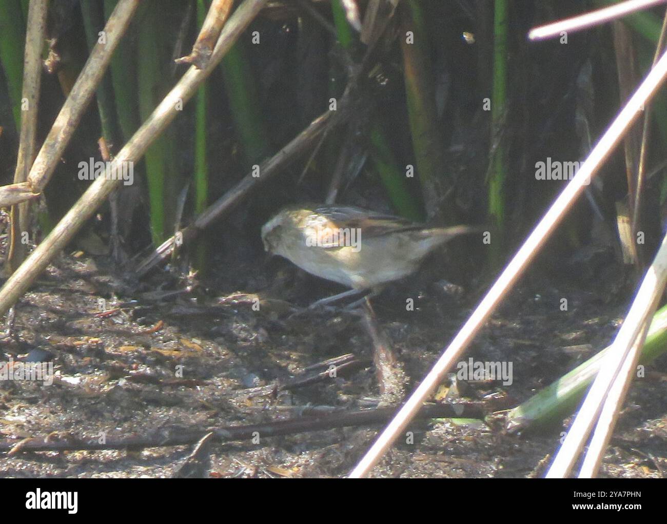 Phleocryptes melanops hi-res stock photography and images - Alamy