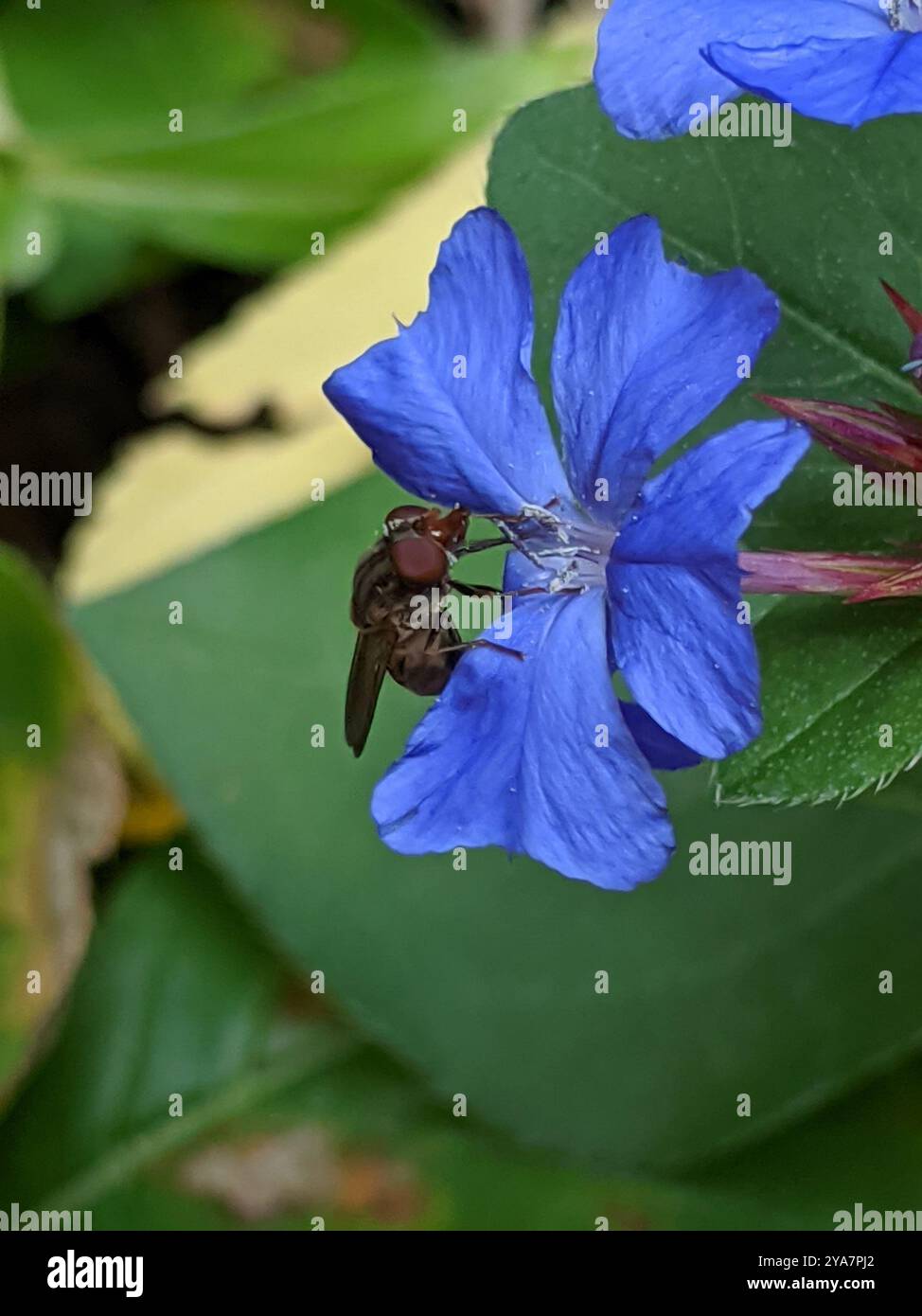 American Snout Fly (Rhingia nasica) Insecta Stock Photo - Alamy