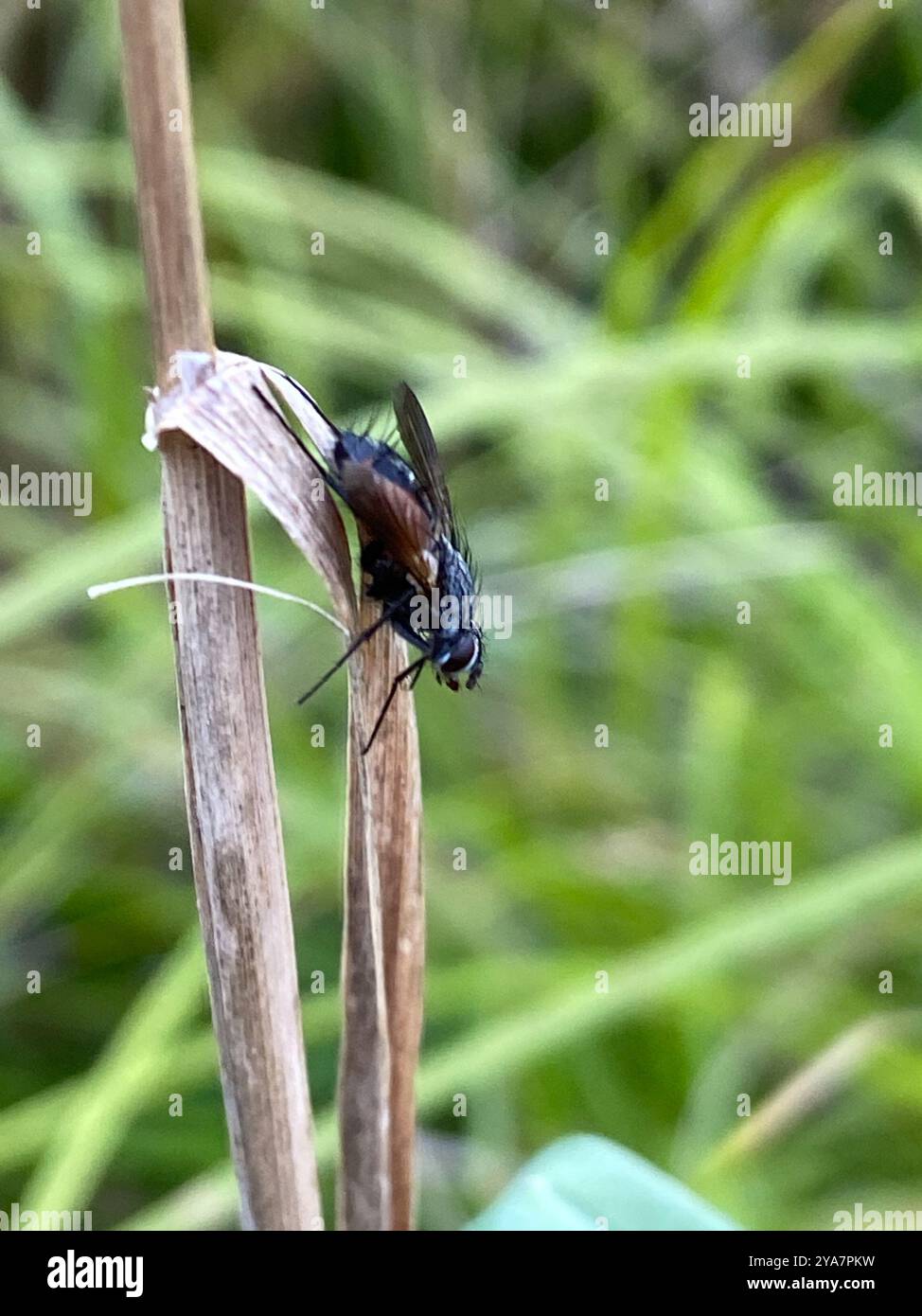 Red Spotted Parasite Fly (Eriothrix rufomaculata) Insecta Stock Photo ...