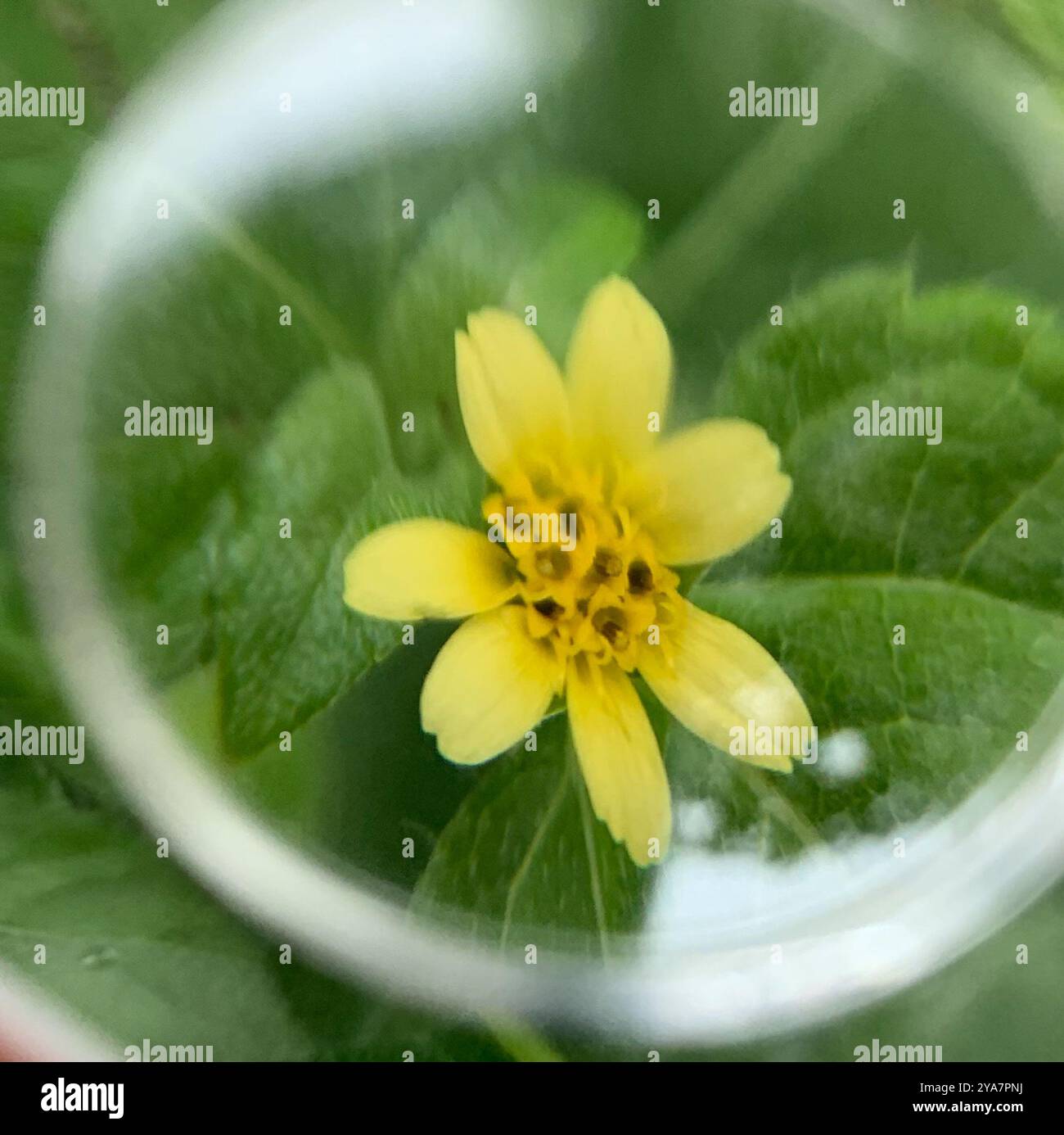 straggler daisy (Calyptocarpus vialis) Plantae Stock Photo - Alamy