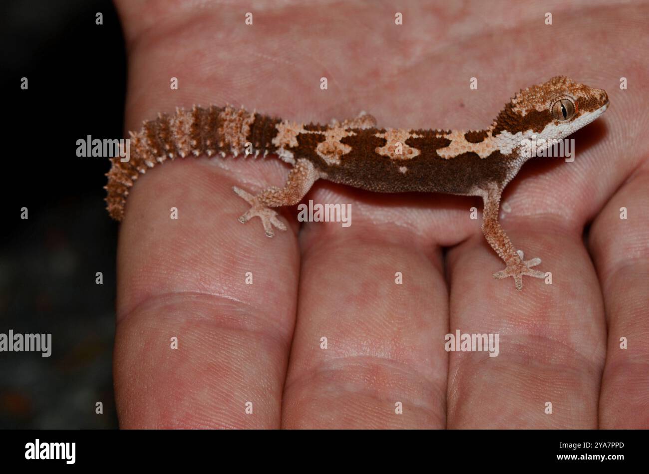 Rough thick toed gecko hi-res stock photography and images - Alamy