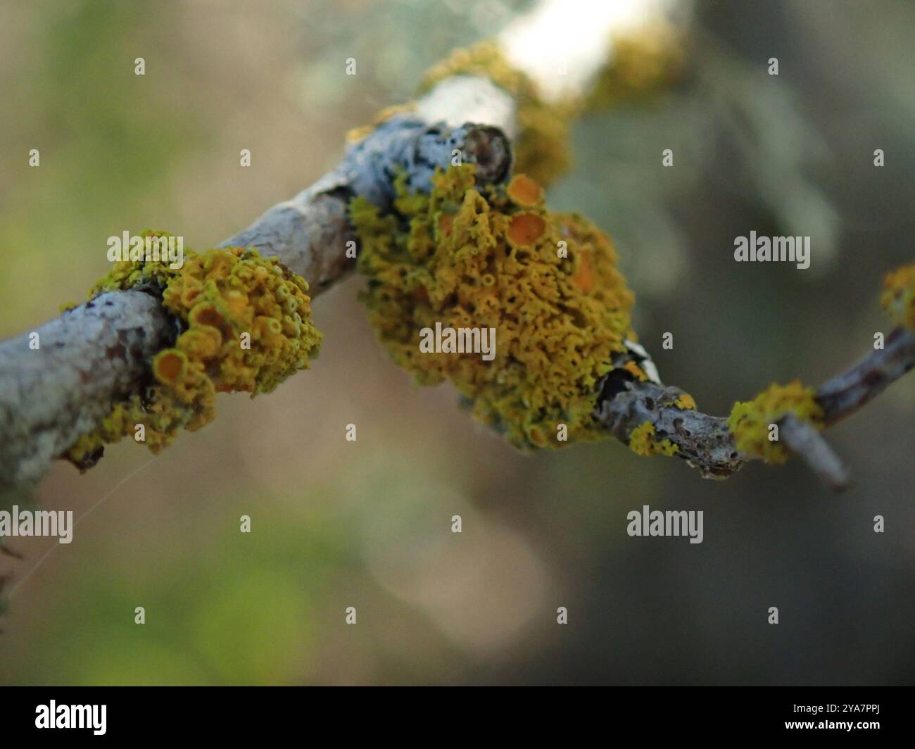 Pin-cushion Sunburst Lichen (Polycauliona polycarpa) Fungi Stock Photo ...