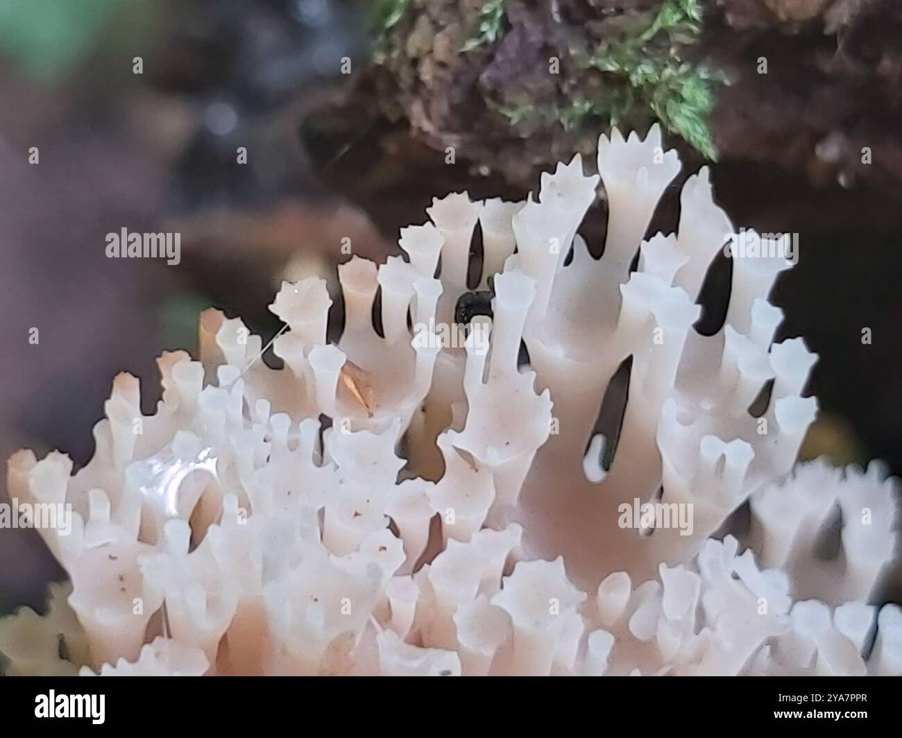 crown-tipped coral fungus (Artomyces pyxidatus) Fungi Stock Photo - Alamy