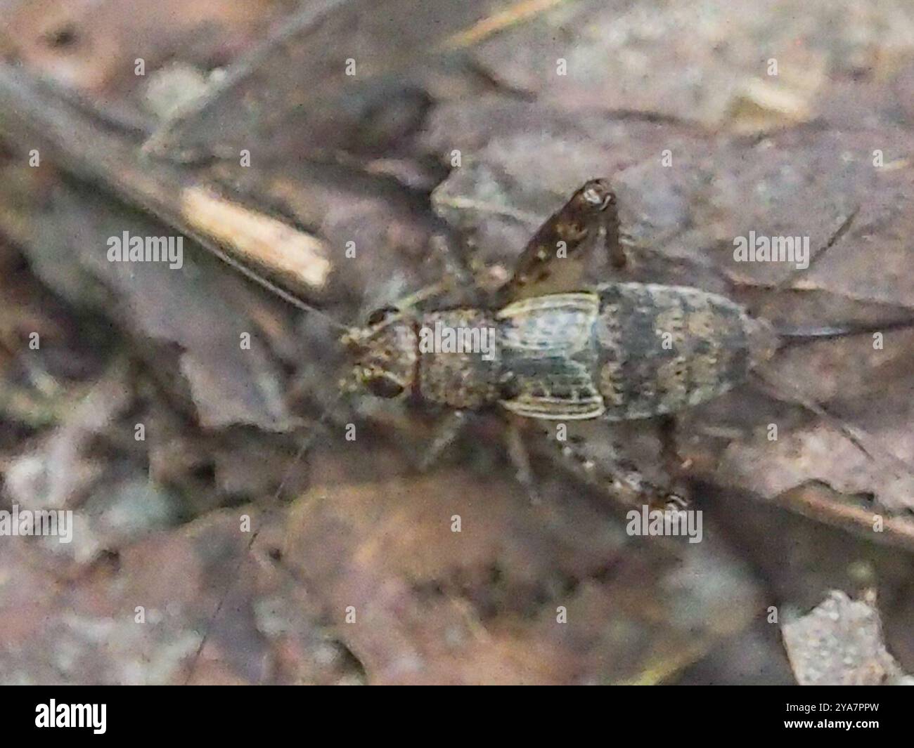 True Crickets and Allies (Grylloidea) Insecta Stock Photo - Alamy