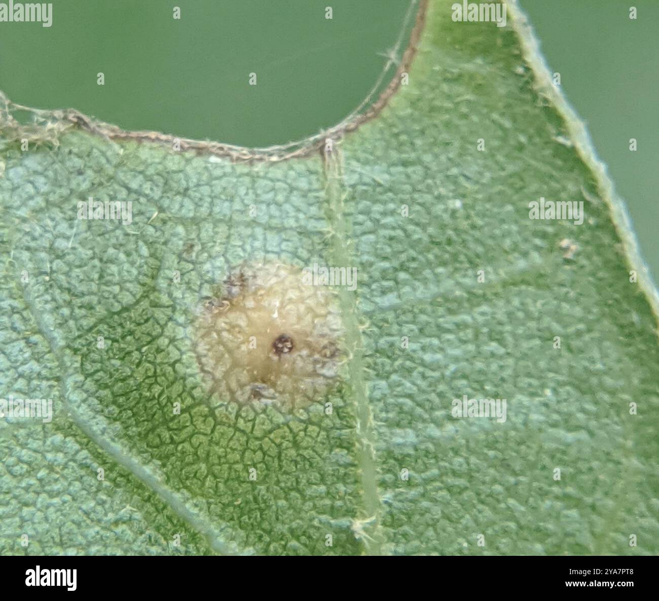 Oak Leaf Gall Midge (Polystepha pilulae) Insecta Stock Photo - Alamy