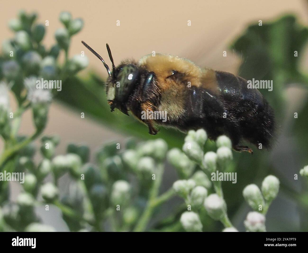 Eastern Carpenter Bee (Xylocopa virginica) Insecta Stock Photo - Alamy