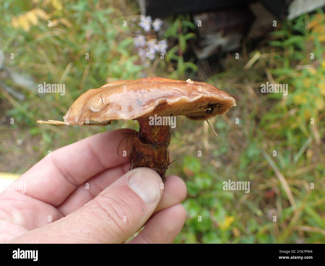 Slippery Jacks (Suillus) Fungi Stock Photo - Alamy