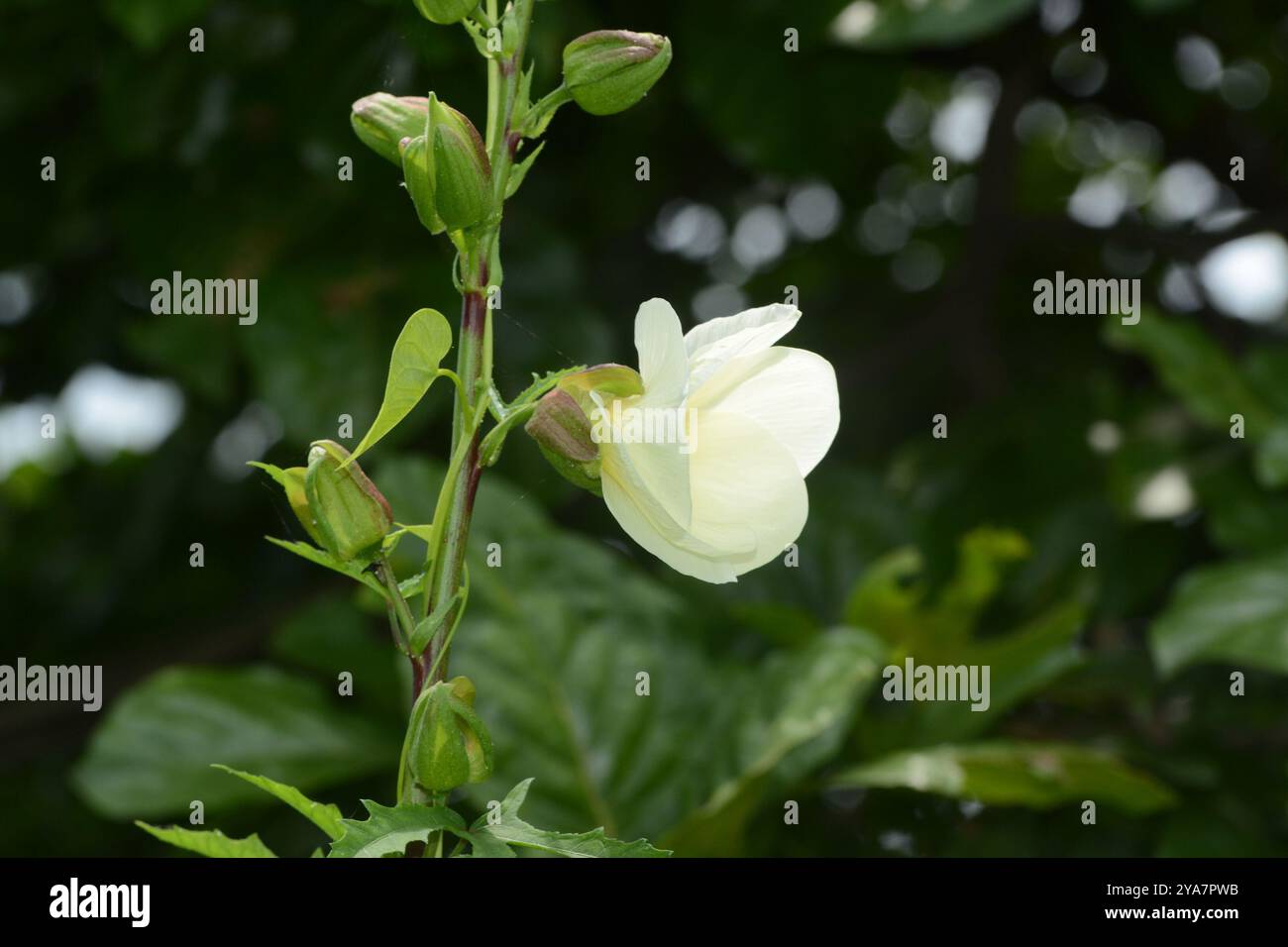 Aibika (Abelmoschus manihot) Plantae Stock Photo - Alamy