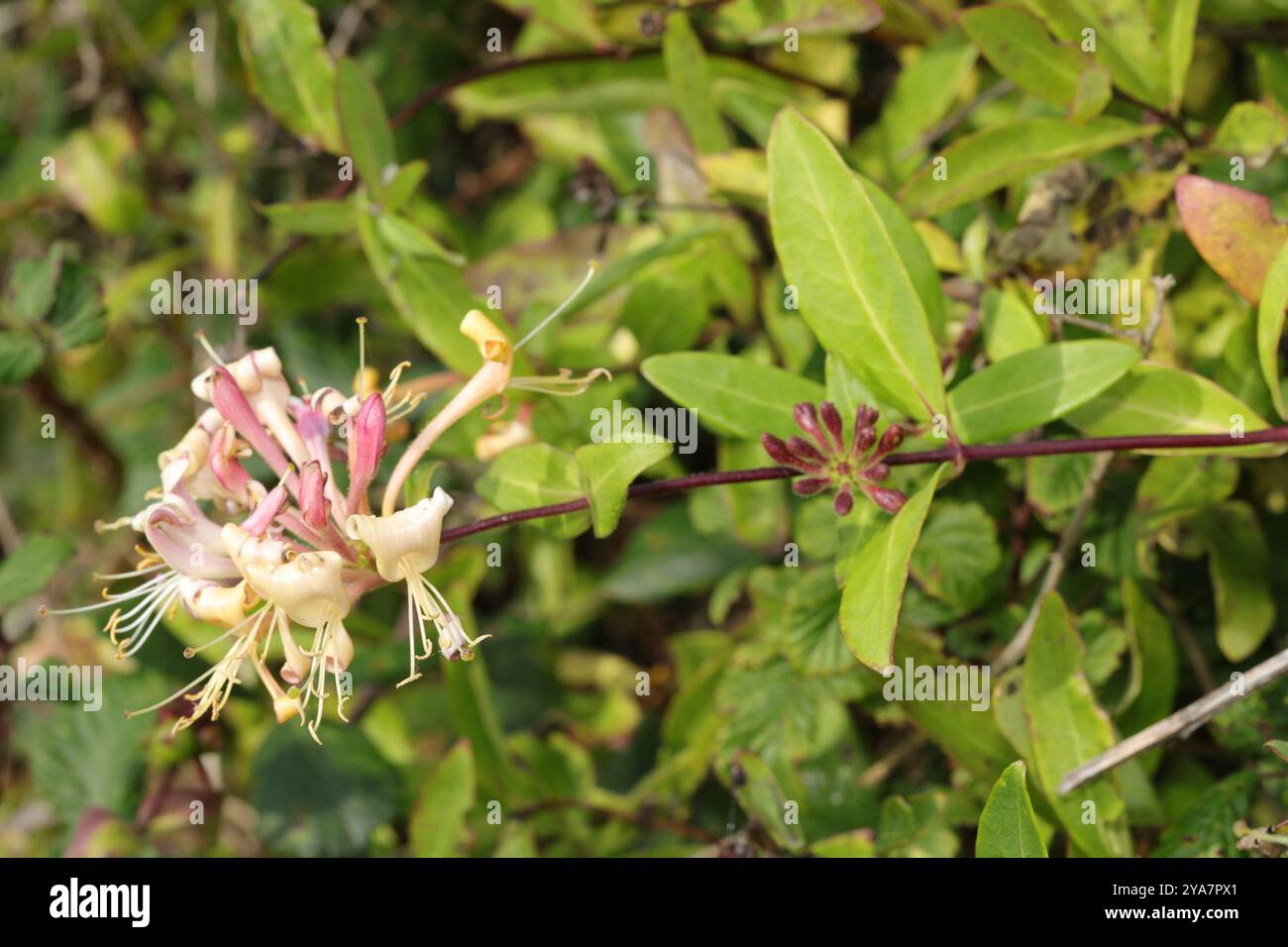 Common Honeysuckle (Lonicera periclymenum) Plantae Stock Photo - Alamy