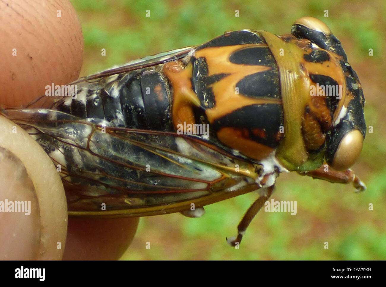 (Neotibicen davisi davisi) Insecta Stock Photo - Alamy