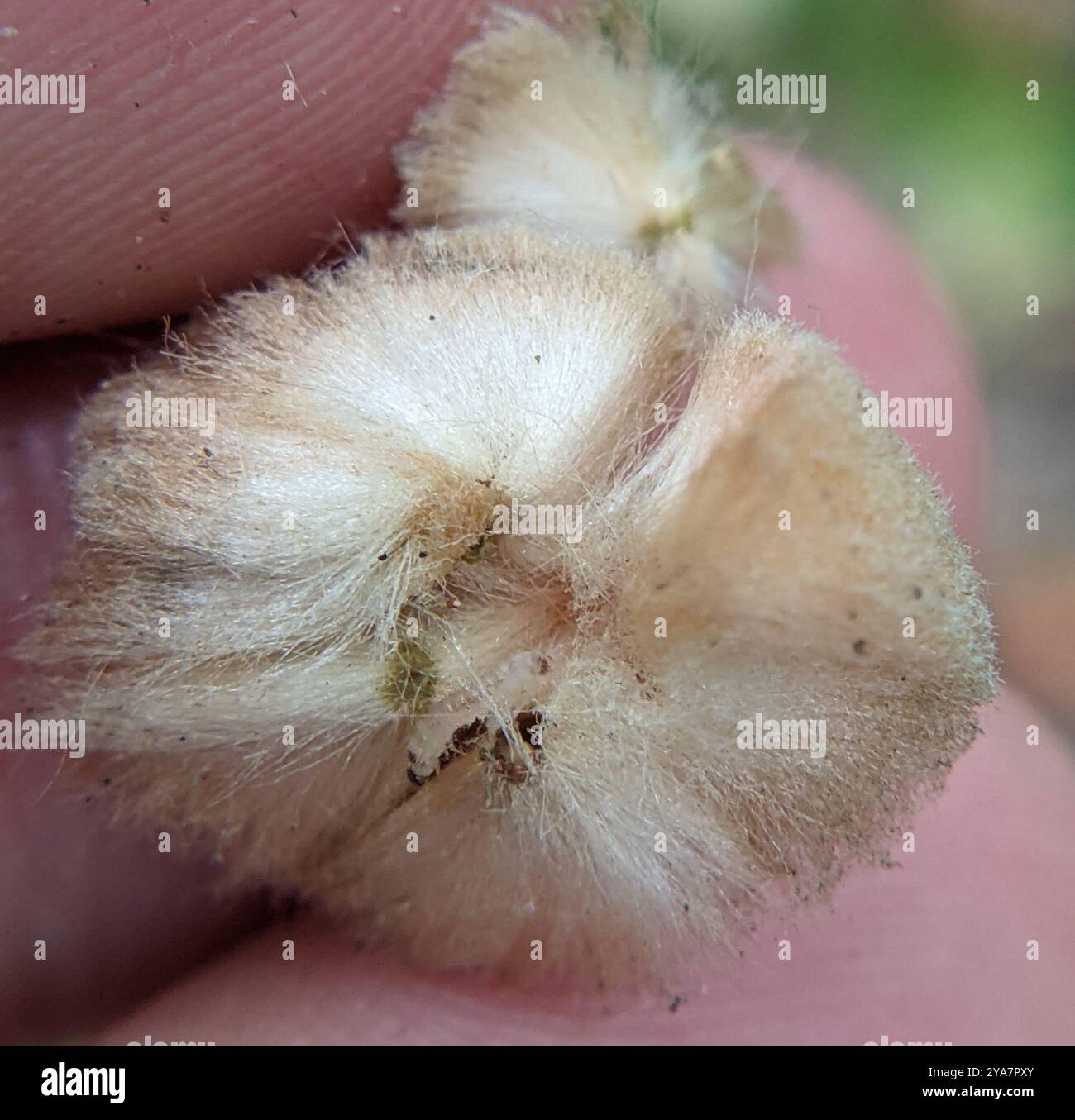 Woolly Oak Gall Wasp (Callirhytis lanata) Insecta Stock Photo - Alamy