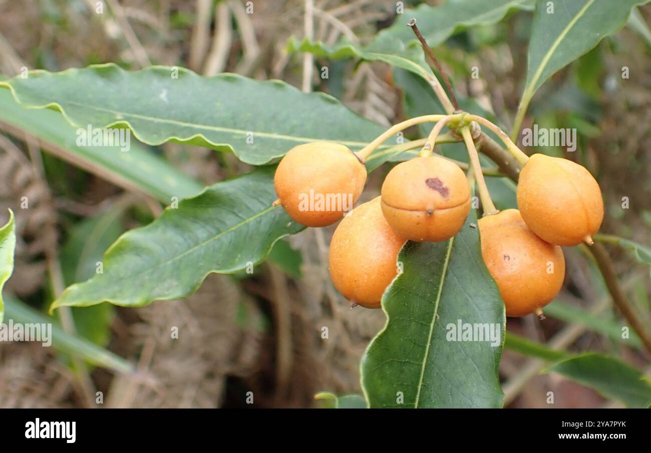 Australian Cheesewood (Pittosporum undulatum) Plantae Stock Photo - Alamy