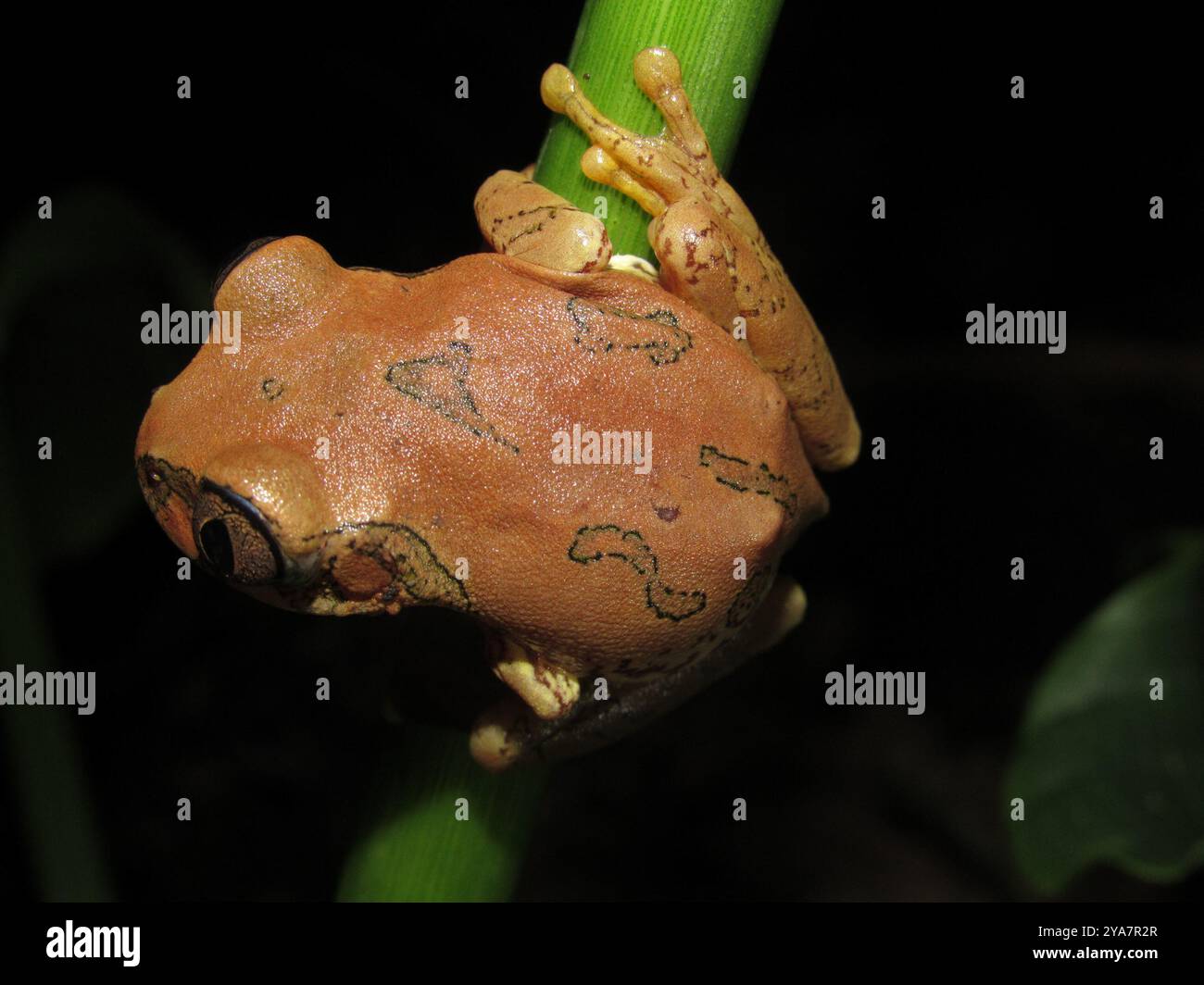 Natal Forest Tree Frog (Leptopelis natalensis) Amphibia Stock Photo - Alamy