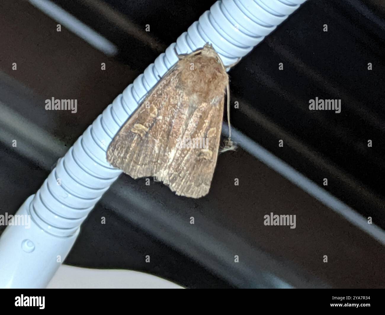 Square-spot Rustic (Xestia xanthographa) Insecta Stock Photo - Alamy