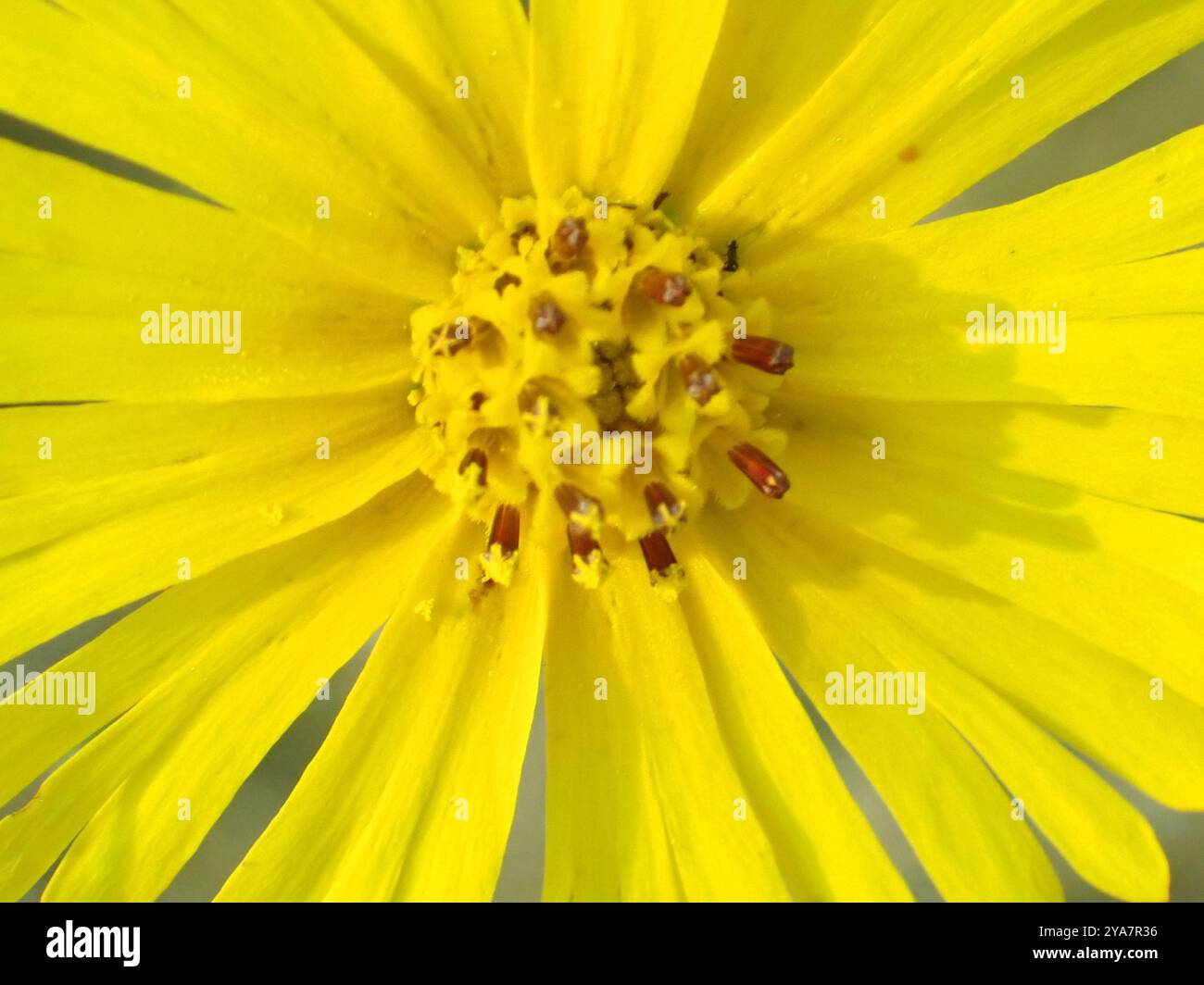 Common Madia (Madia elegans) Plantae Stock Photo - Alamy