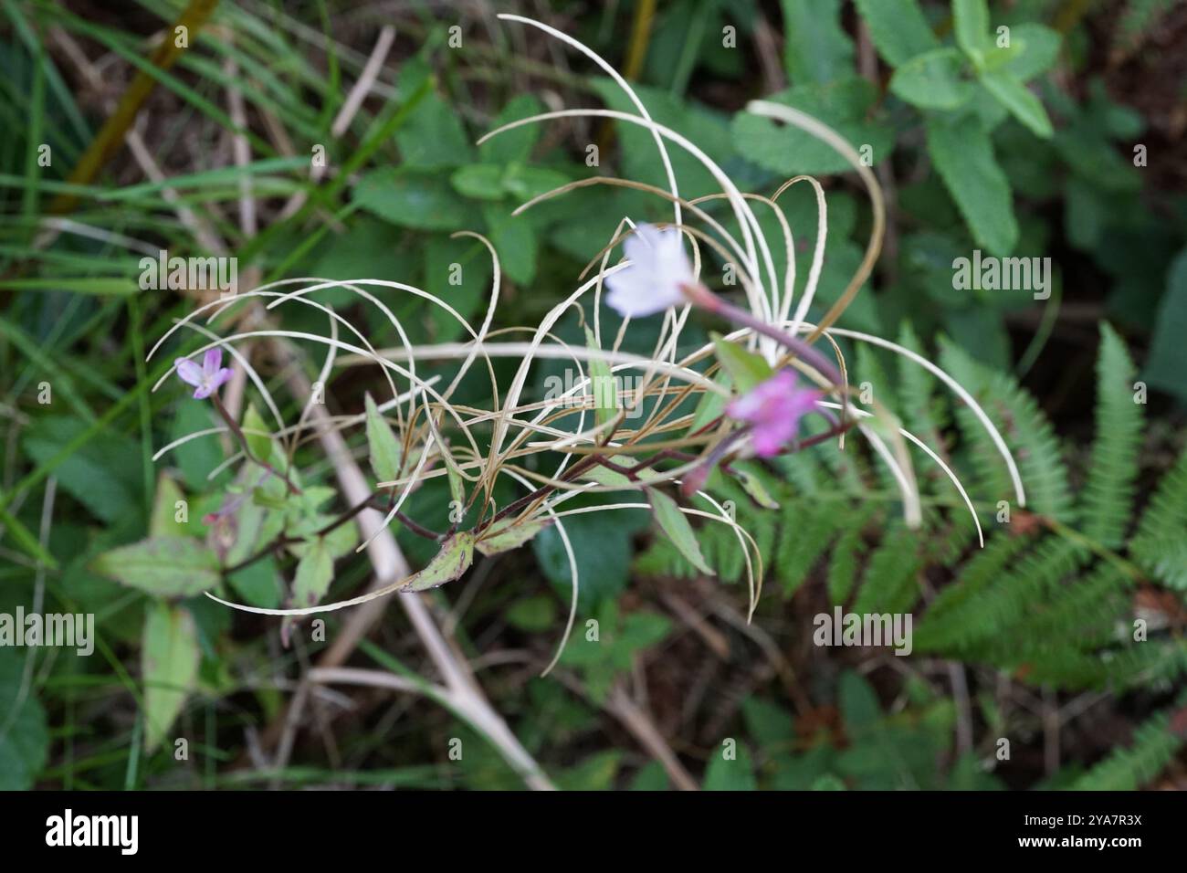 Broad-leaved Willowherb (Epilobium montanum) Plantae Stock Photo - Alamy