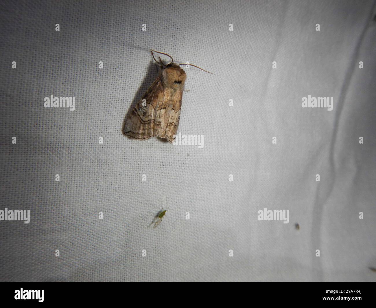 Figure of Eighty (Tethea ocularis) Insecta Stock Photo - Alamy