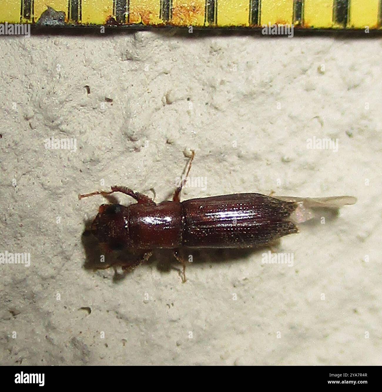 Pinhole Borer Beetles (Platypodinae) Insecta Stock Photo - Alamy