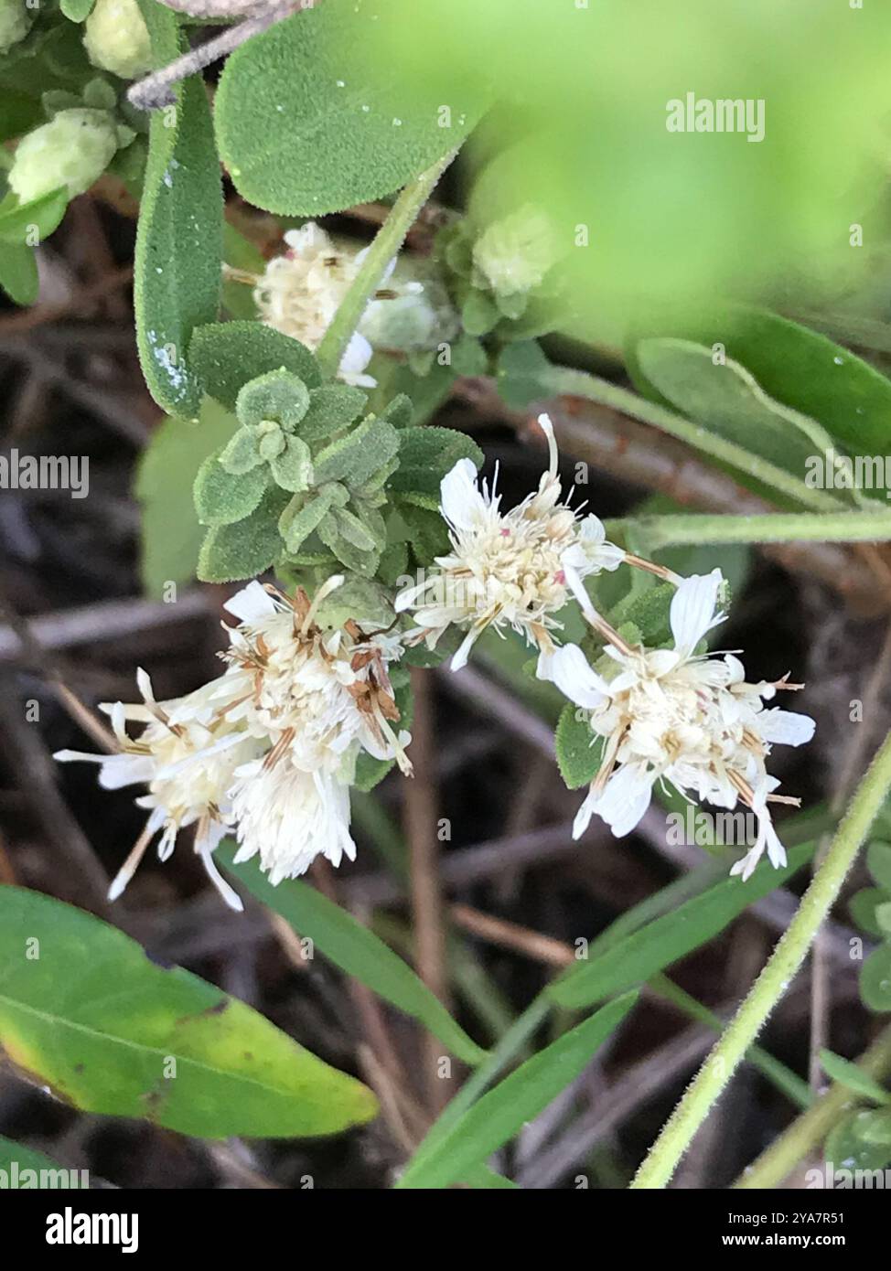 Dixie aster (Sericocarpus tortifolius) Plantae Stock Photo - Alamy