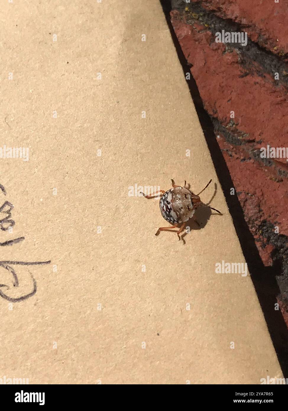 Stink Bugs, Shield Bugs, and Allies (Pentatomoidea) Insecta Stock Photo ...