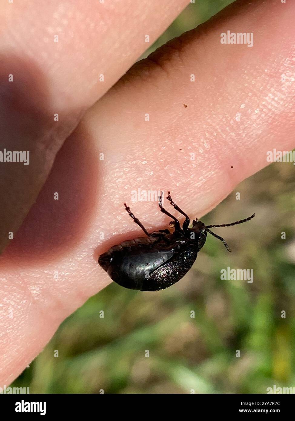 black-punctured leaf beetle (Galeruca tanaceti) Insecta Stock Photo - Alamy