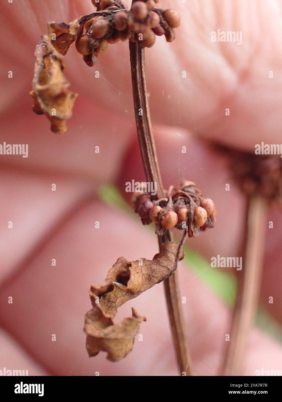 Clustered Dock (Rumex conglomeratus) Plantae Stock Photo - Alamy