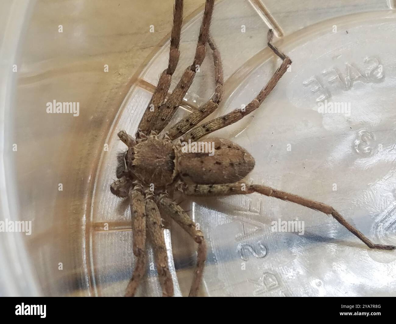 Pantropical huntsman spider hi-res stock photography and images - Alamy