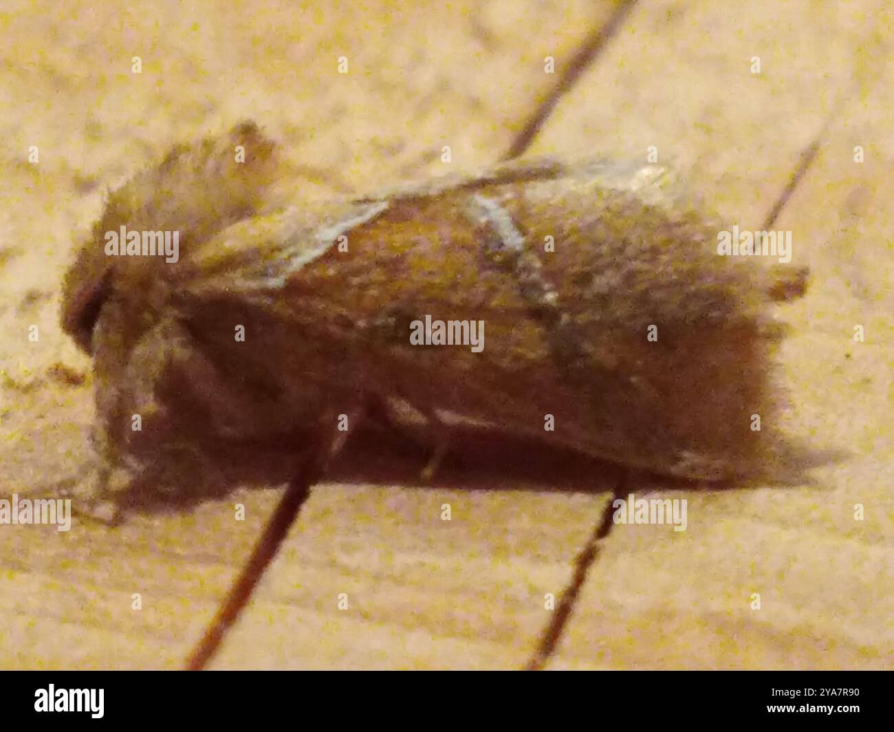 Orange Swift (Triodia sylvina) Insecta Stock Photo - Alamy