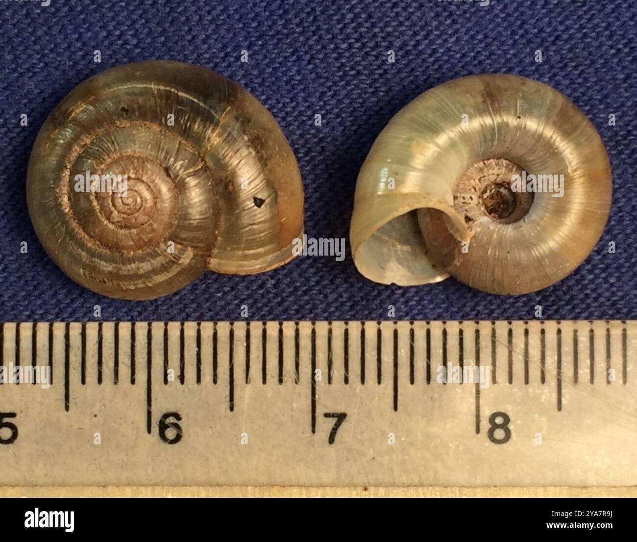 Gray-foot Lancetooth Snail (Haplotrema concavum) Mollusca Stock Photo ...