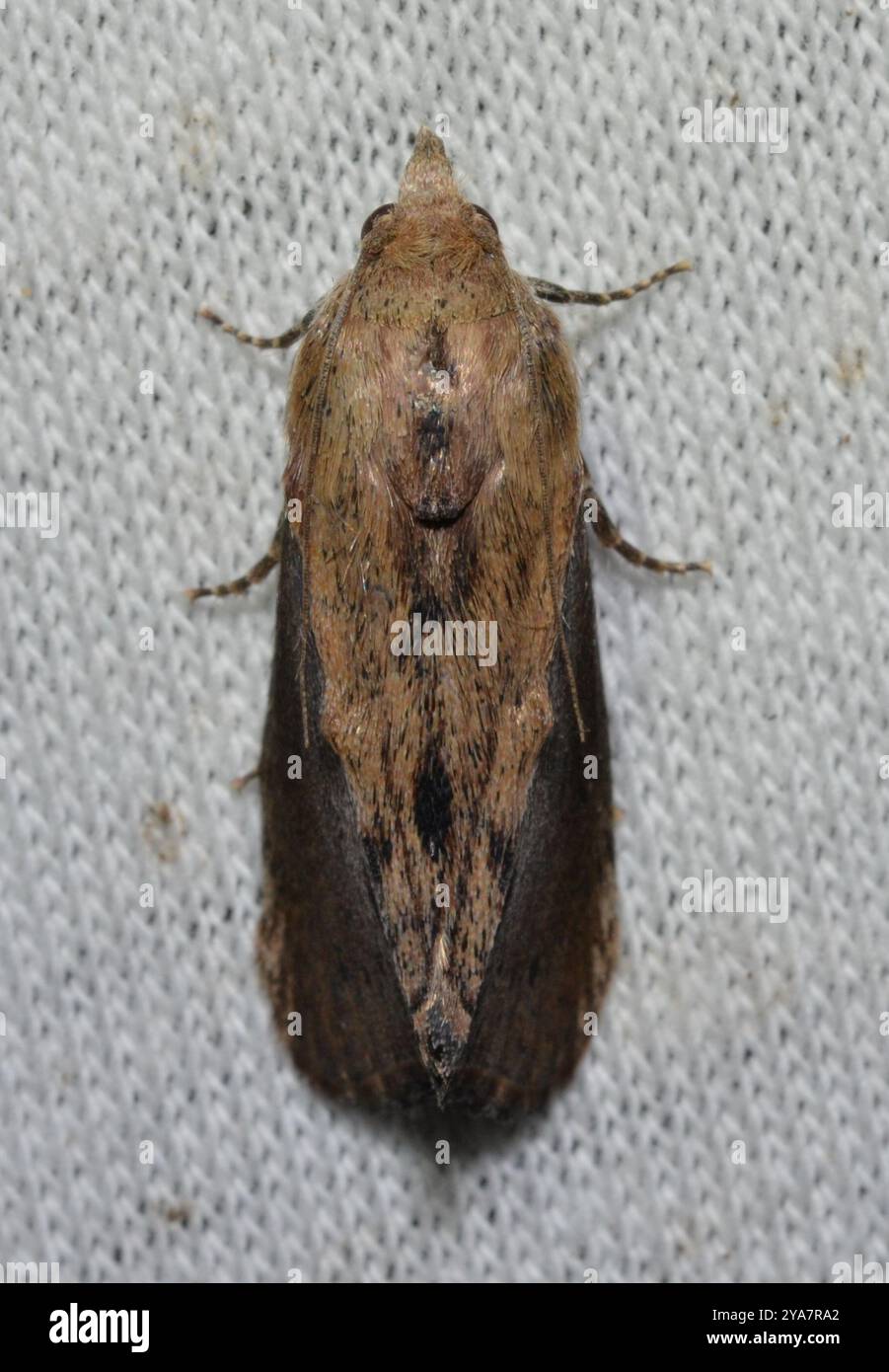 Greater Wax Moth (Galleria mellonella) Insecta Stock Photo - Alamy
